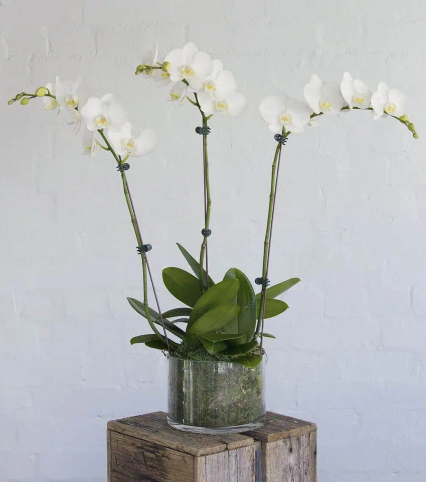 Potted Orchids – The Flower Bunker